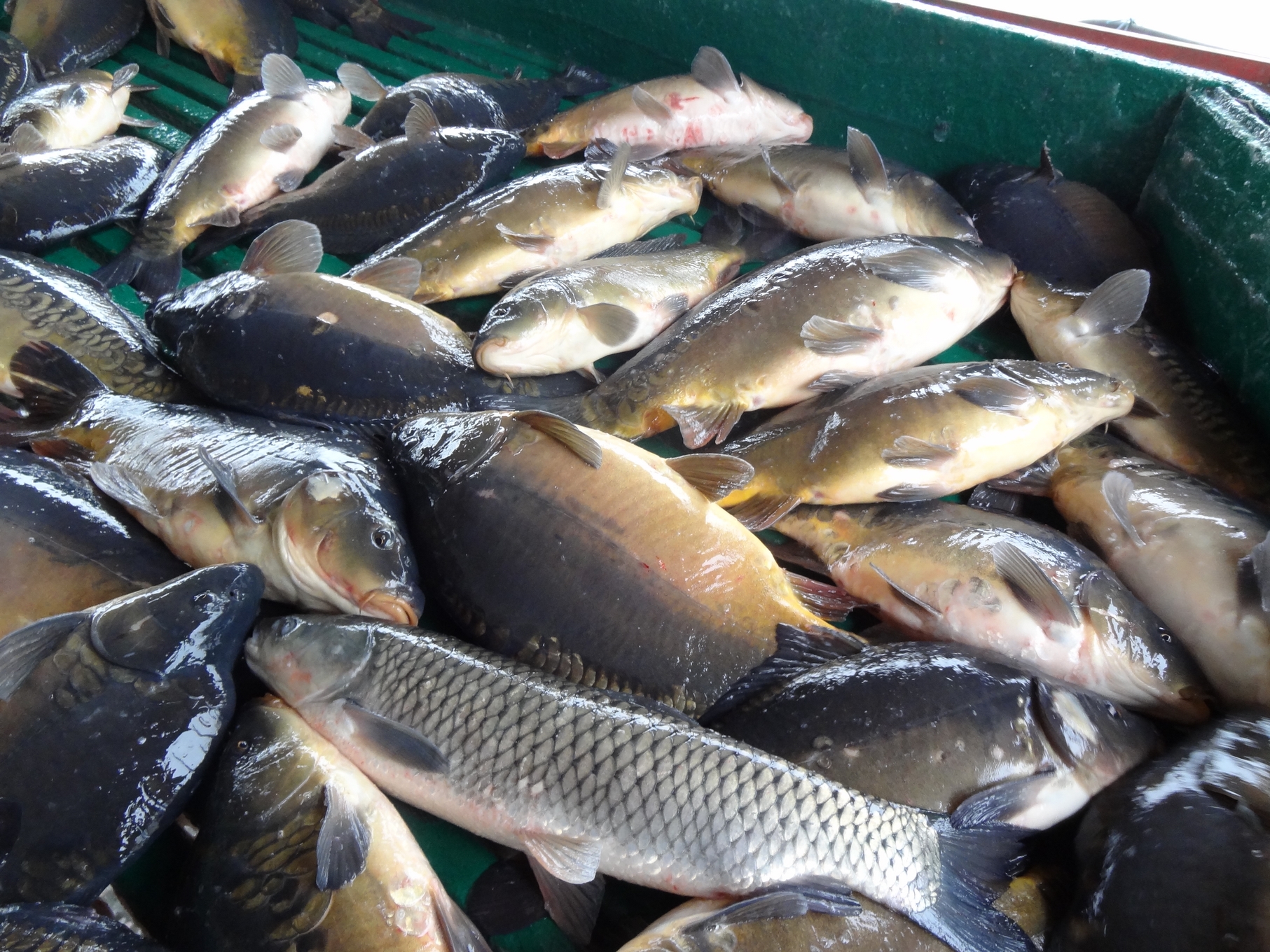 Gospodarstwo Rybackie GROBLEX Marek Ferlin - NASI RYBACY